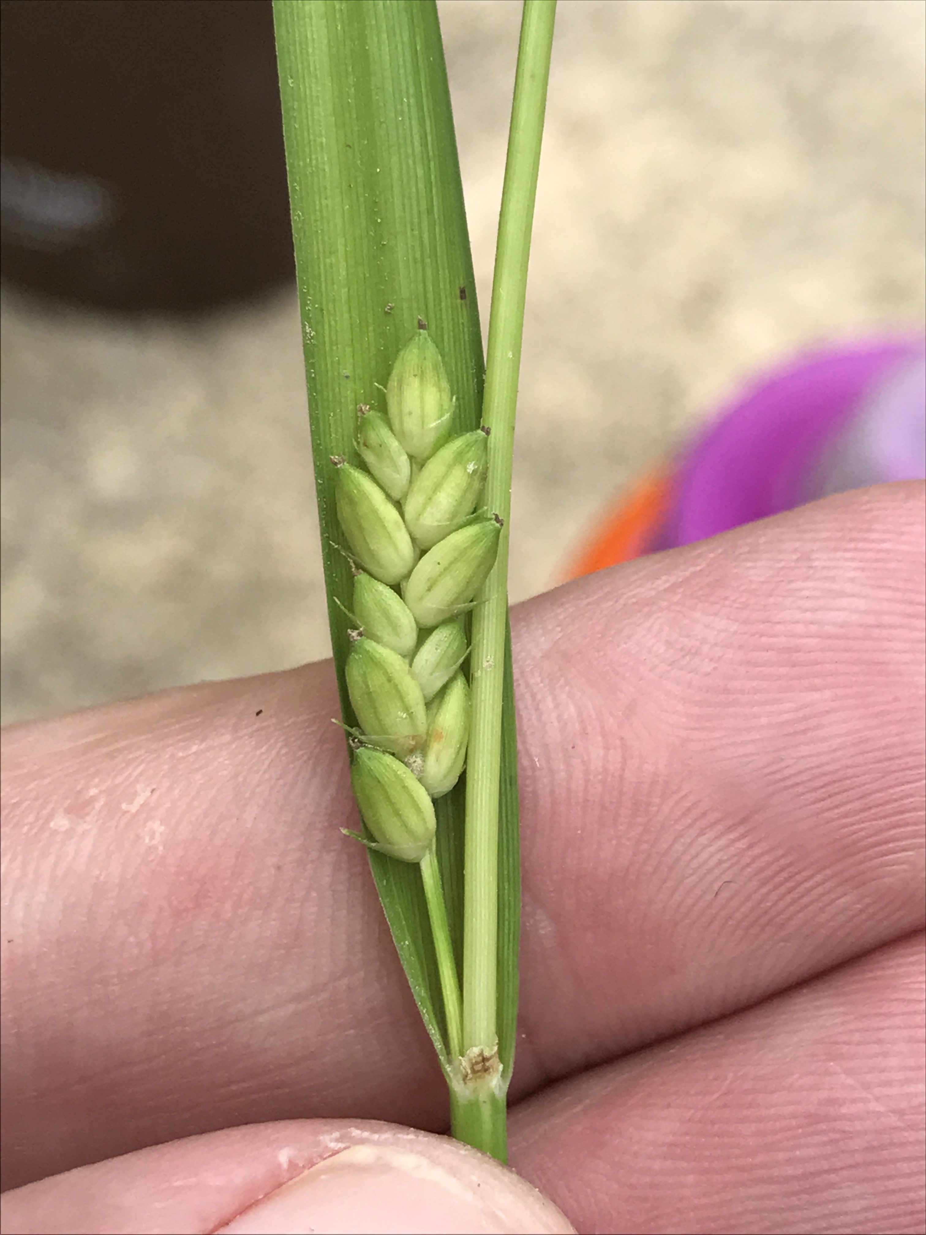 2018 Sedge Identification Workshop Photos - Illinois Native Plant Society