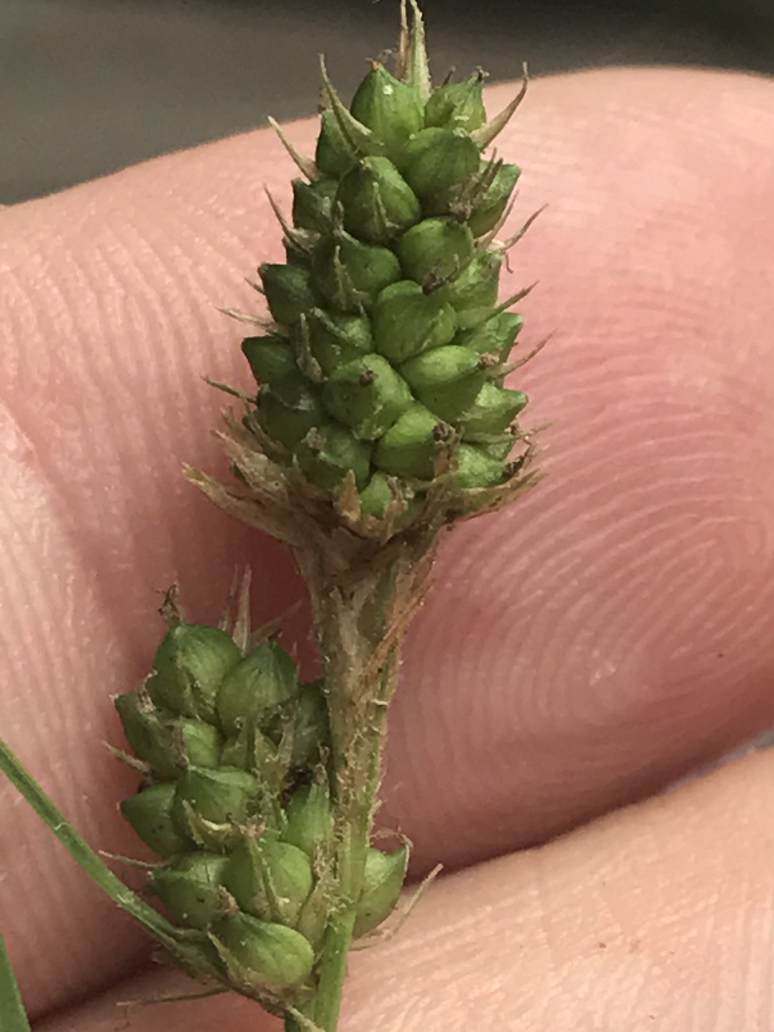 2018 Sedge Identification Workshop Photos - Illinois Native Plant Society