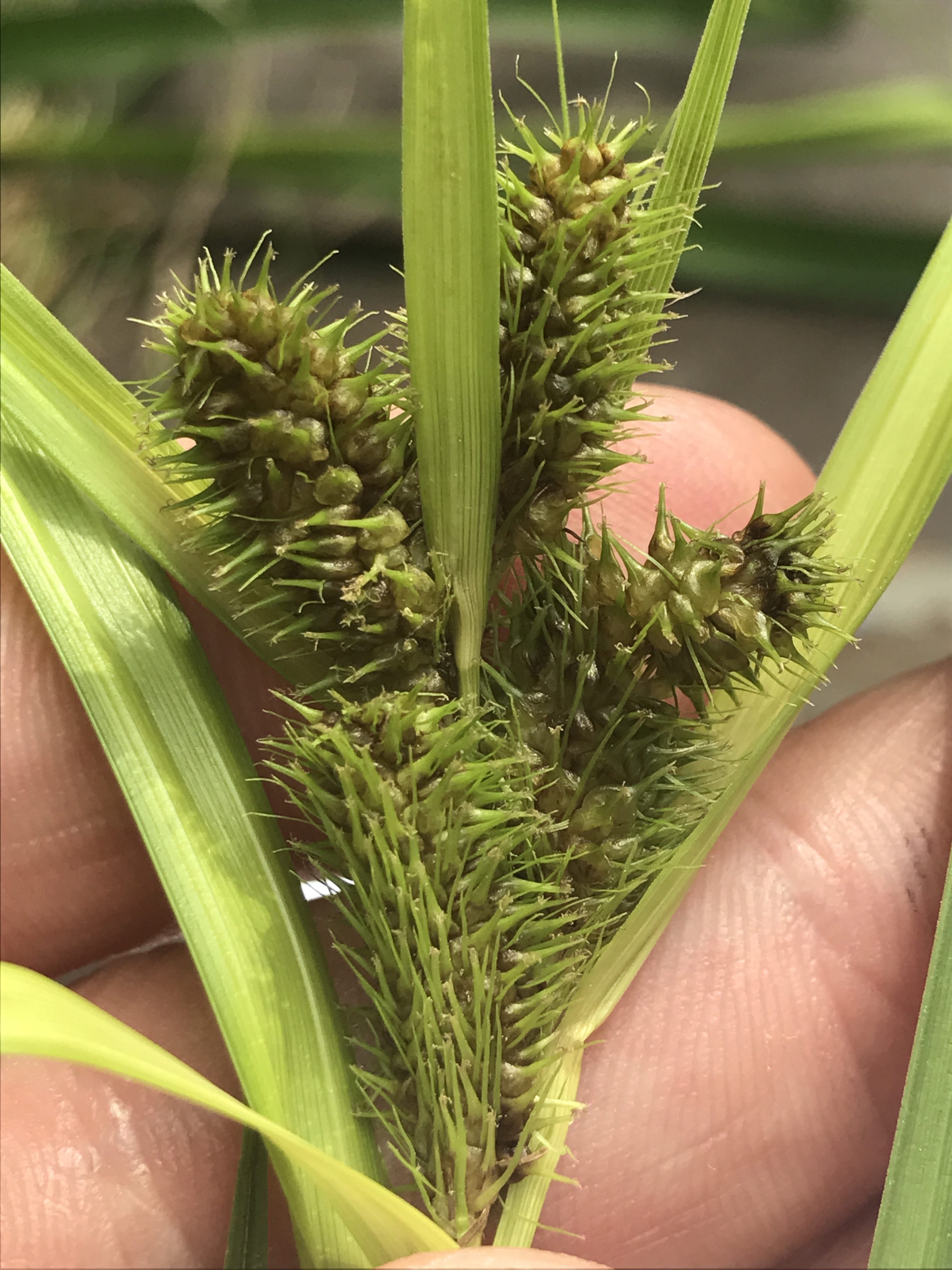 2018 Sedge Identification Workshop Photos - Illinois Native Plant Society