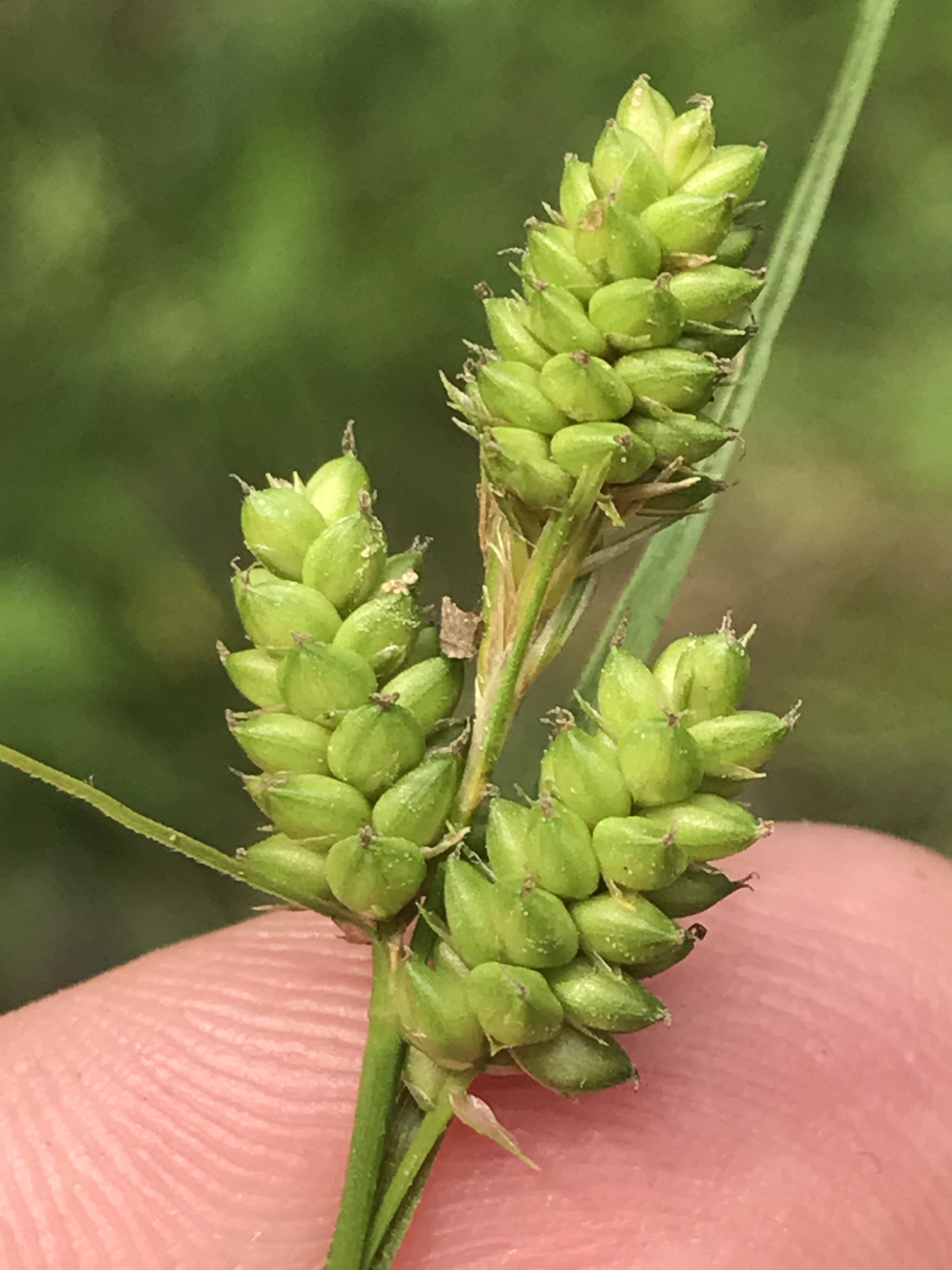 2018 Sedge Identification Workshop Photos - Illinois Native Plant Society