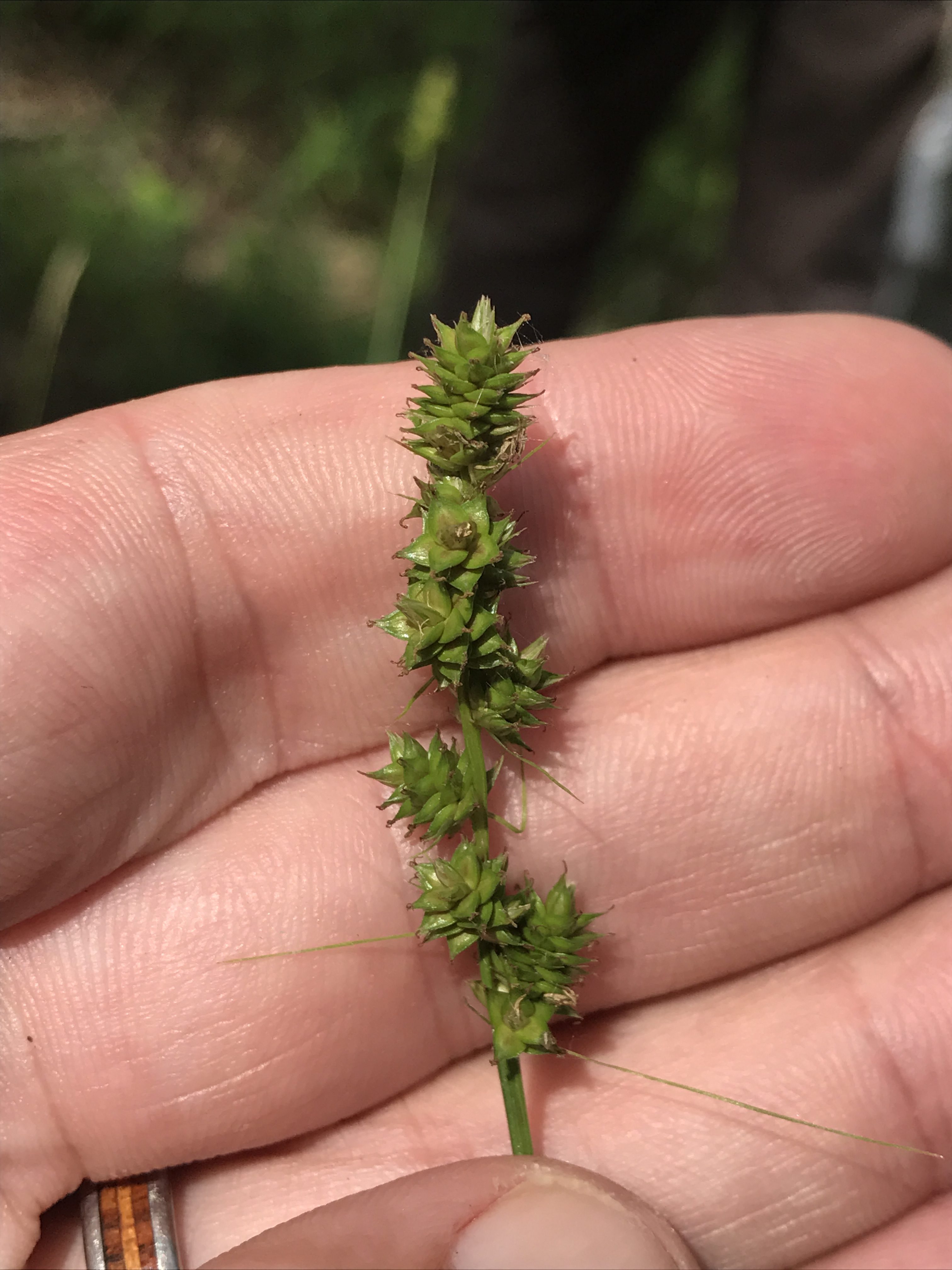 2018 Sedge Identification Workshop Photos - Illinois Native Plant Society