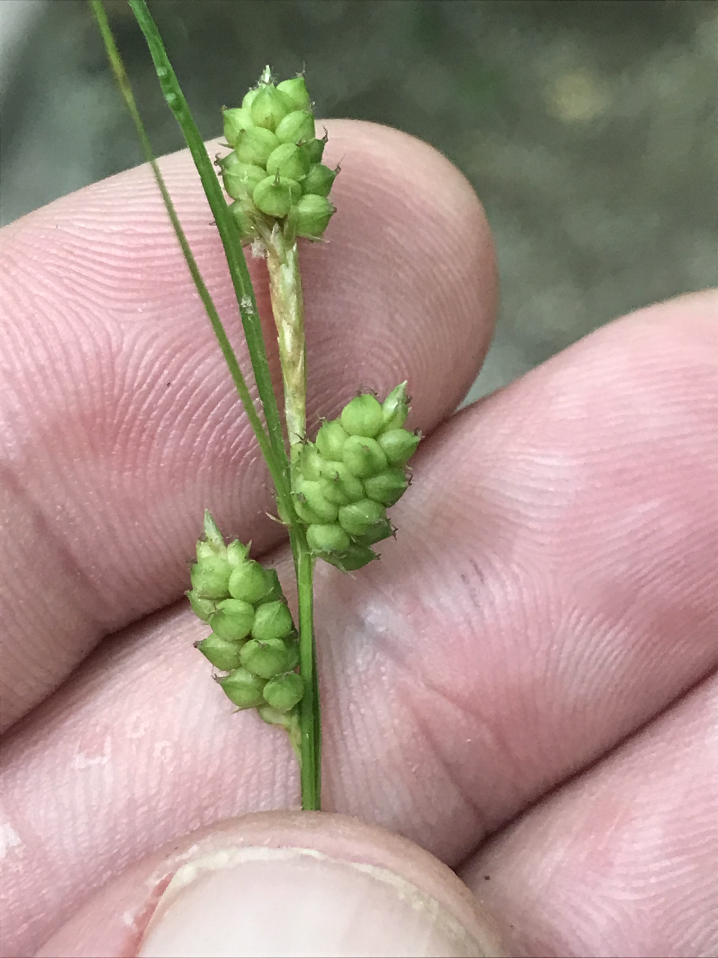 2018 Sedge Identification Workshop Photos - Illinois Native Plant Society
