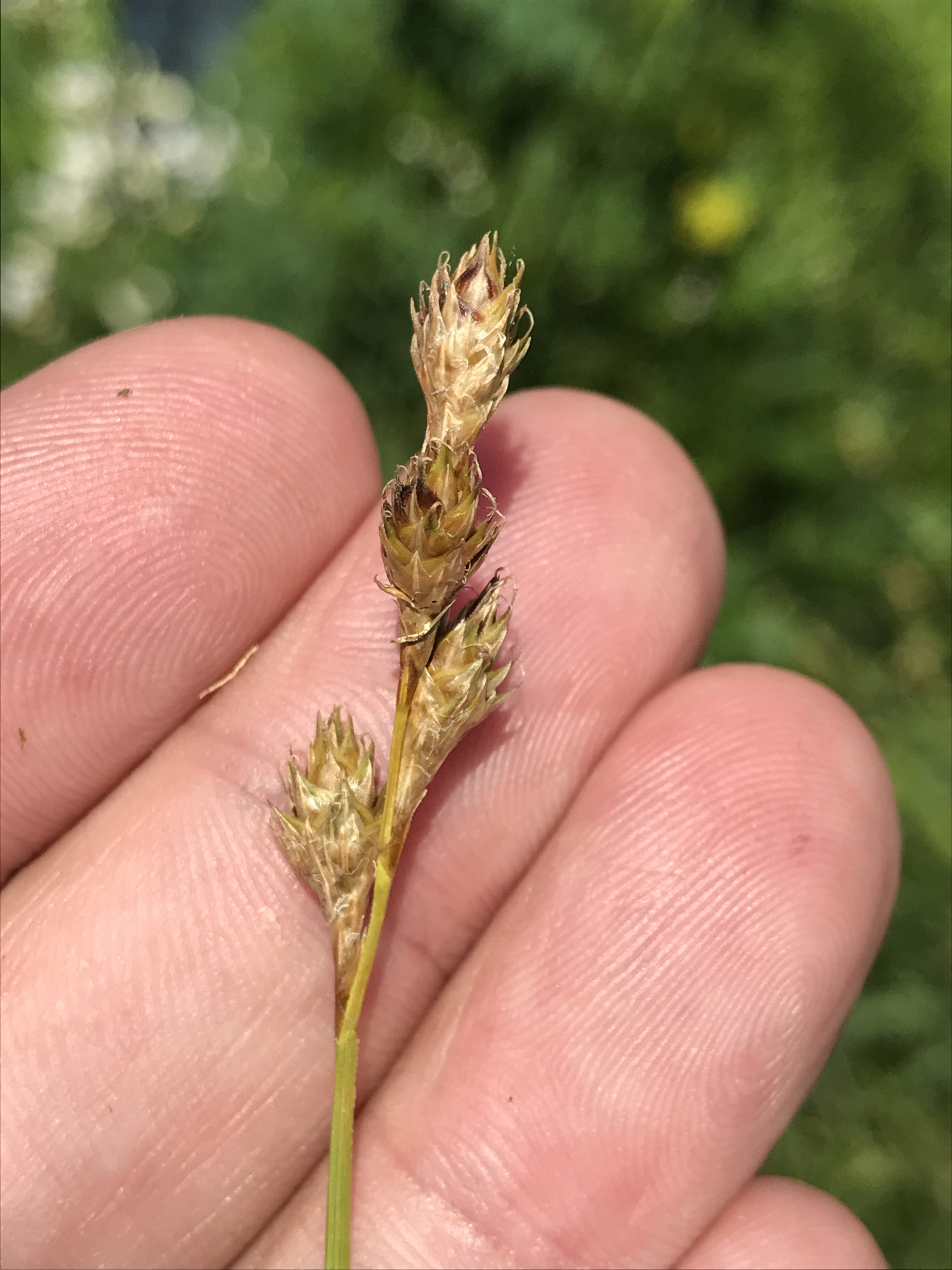 2018 Sedge Identification Workshop Photos - Illinois Native Plant Society