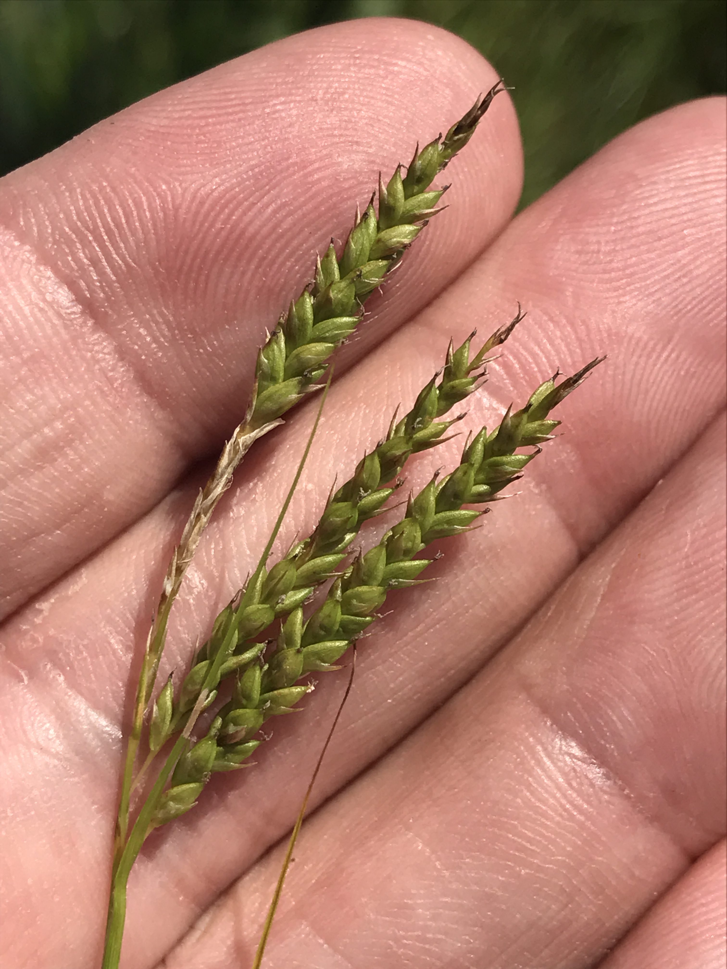 2018 Sedge Identification Workshop Photos - Illinois Native Plant Society