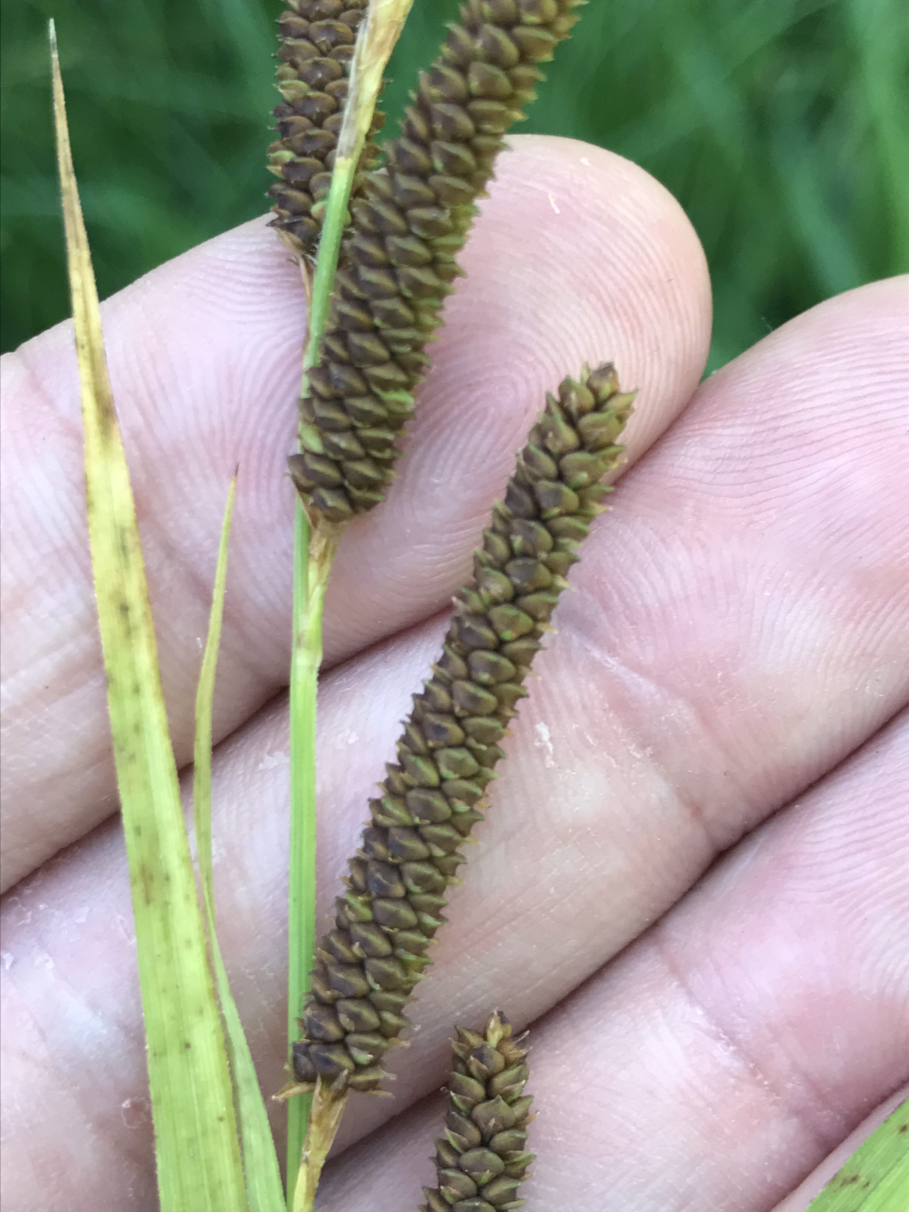 2018 Sedge Identification Workshop Photos - Illinois Native Plant Society