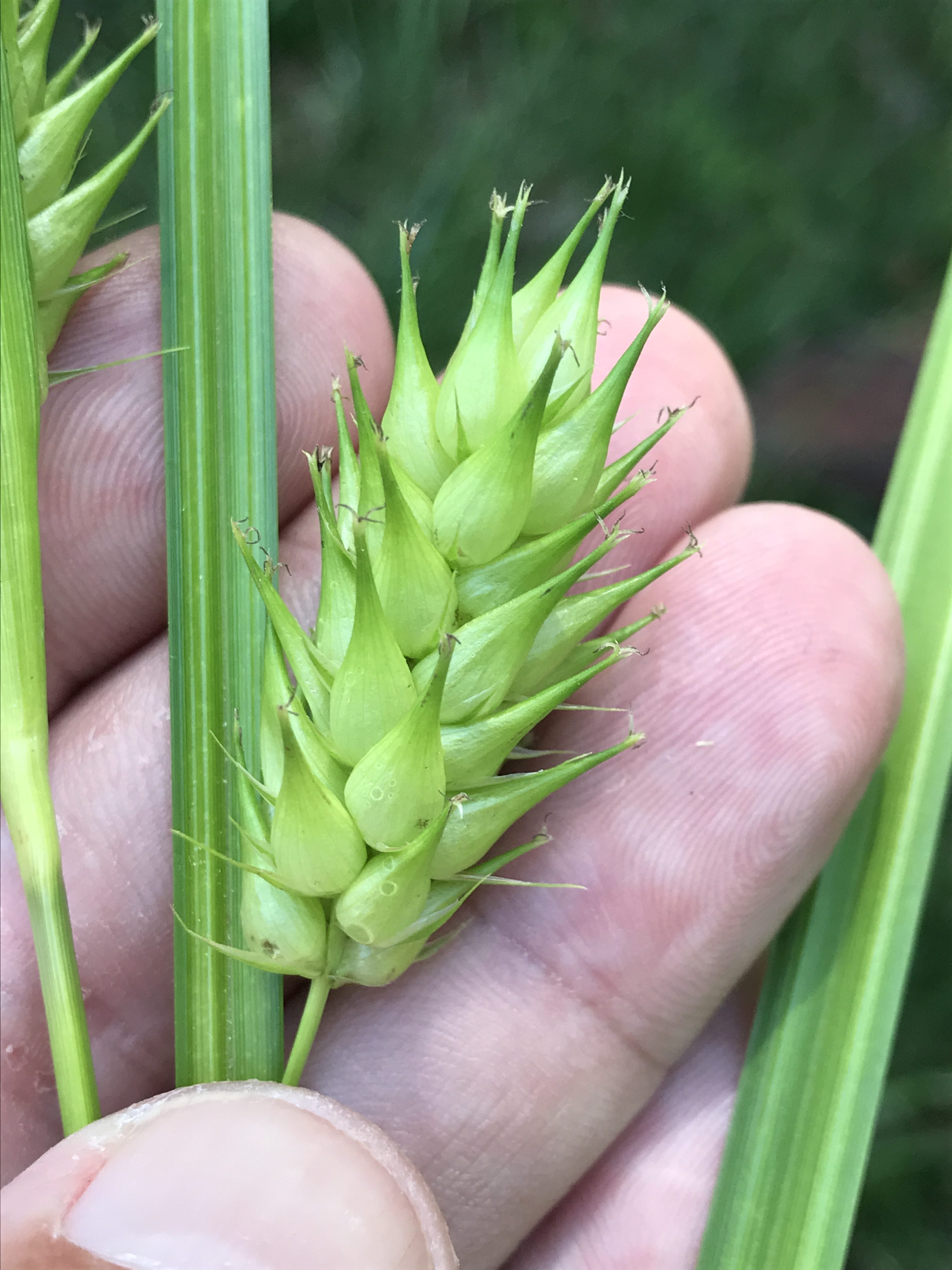 2018 Sedge Identification Workshop Photos - Illinois Native Plant Society