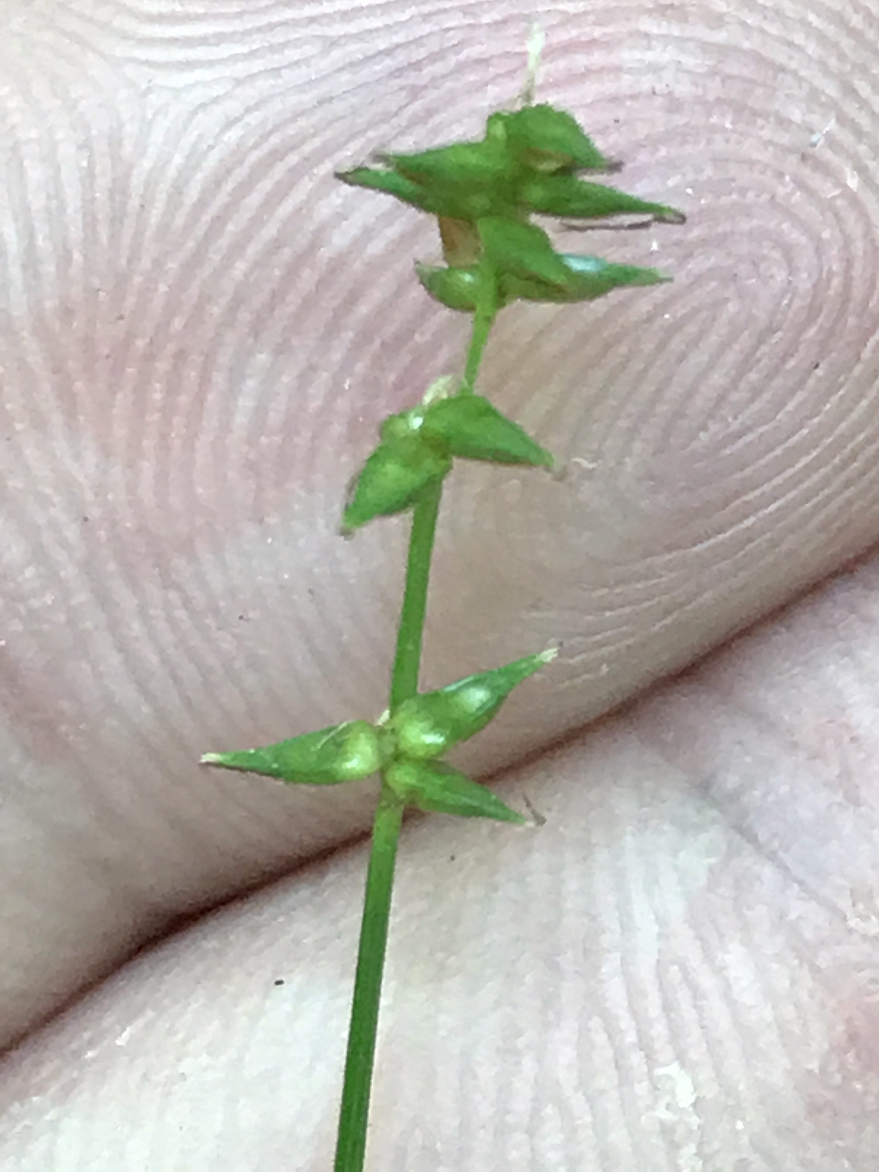 2018 Sedge Identification Workshop Photos - Illinois Native Plant Society