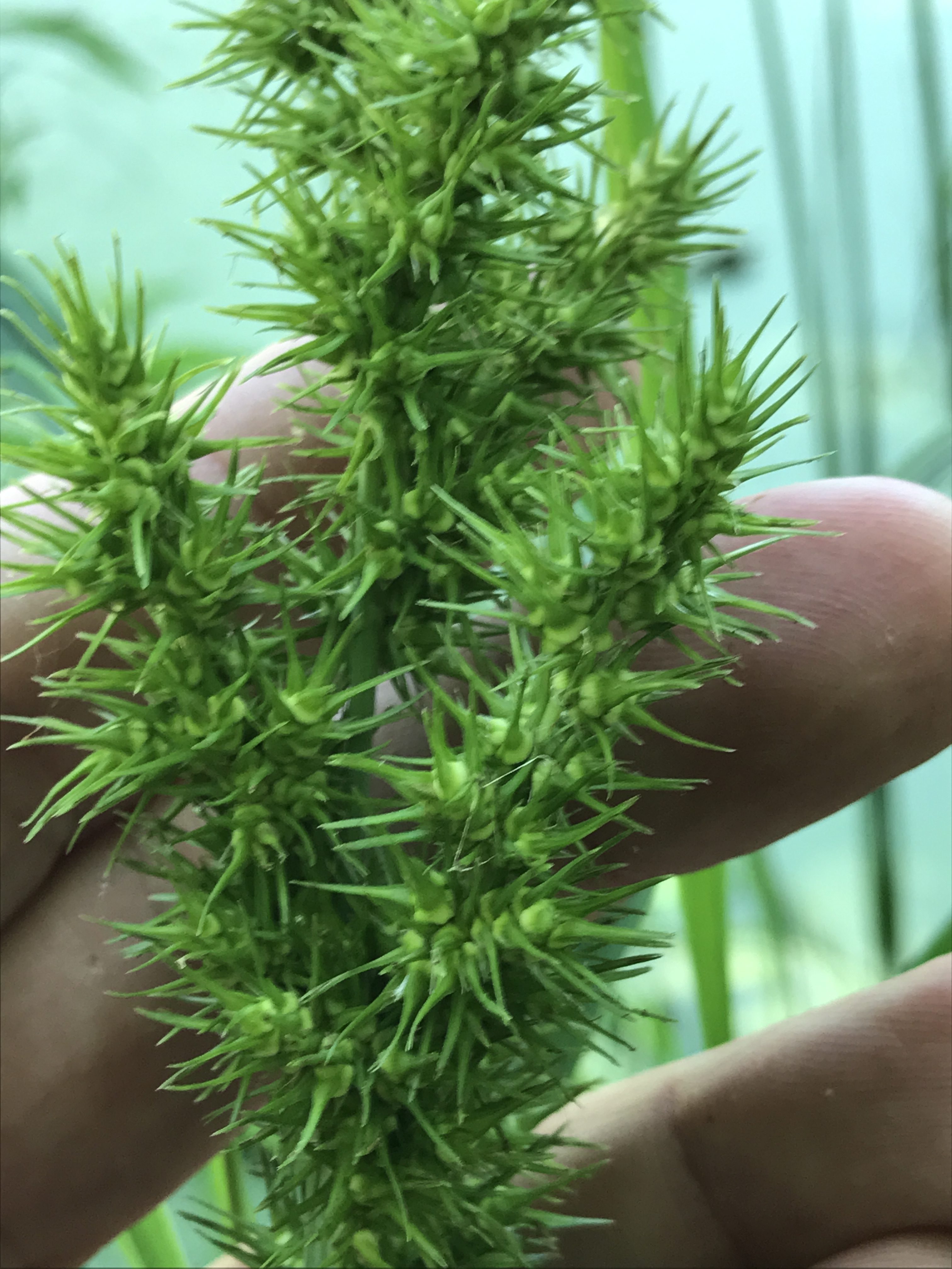 2018 Sedge Identification Workshop Photos - Illinois Native Plant Society