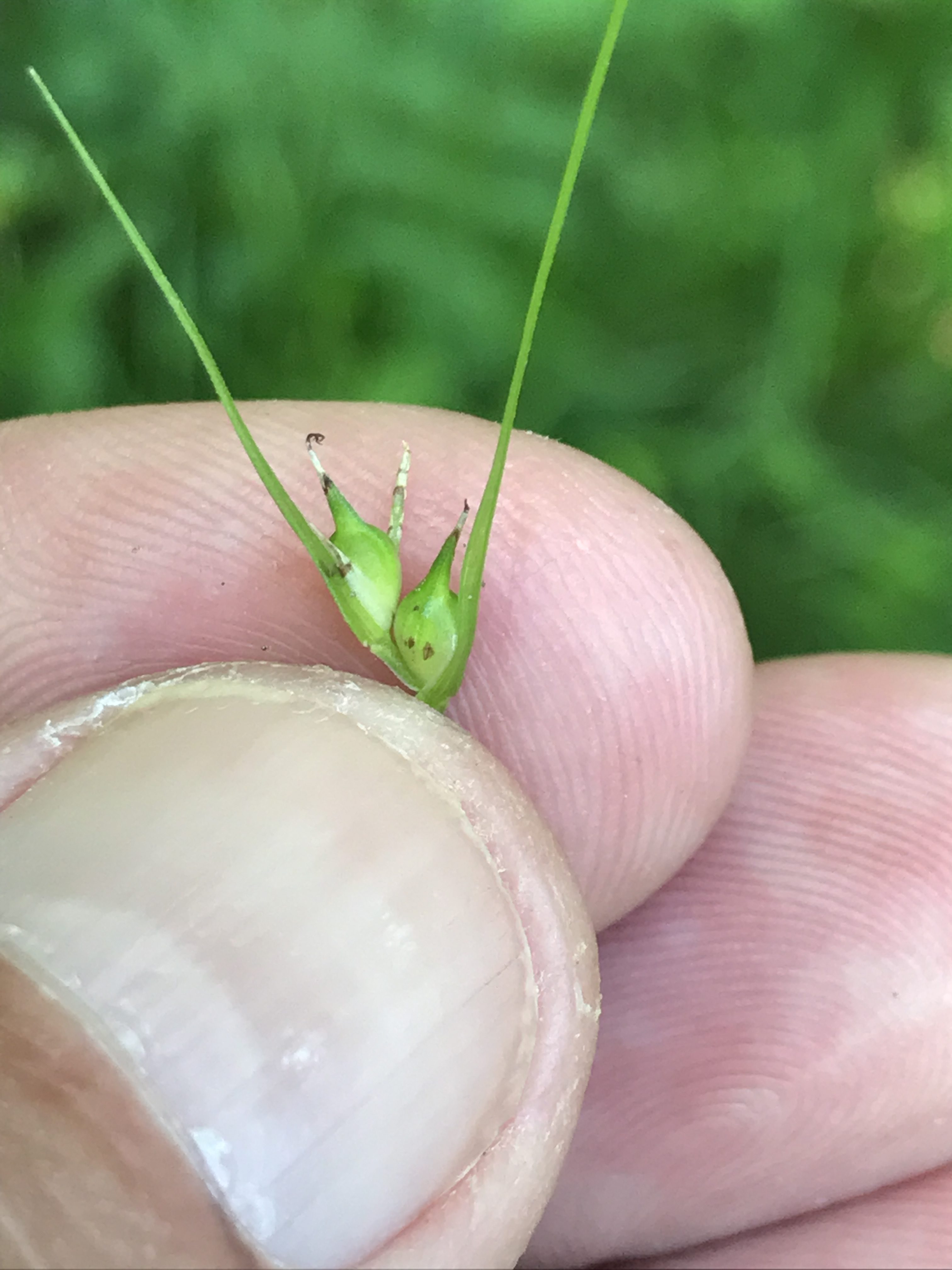 2018 Sedge Identification Workshop Photos - Illinois Native Plant Society
