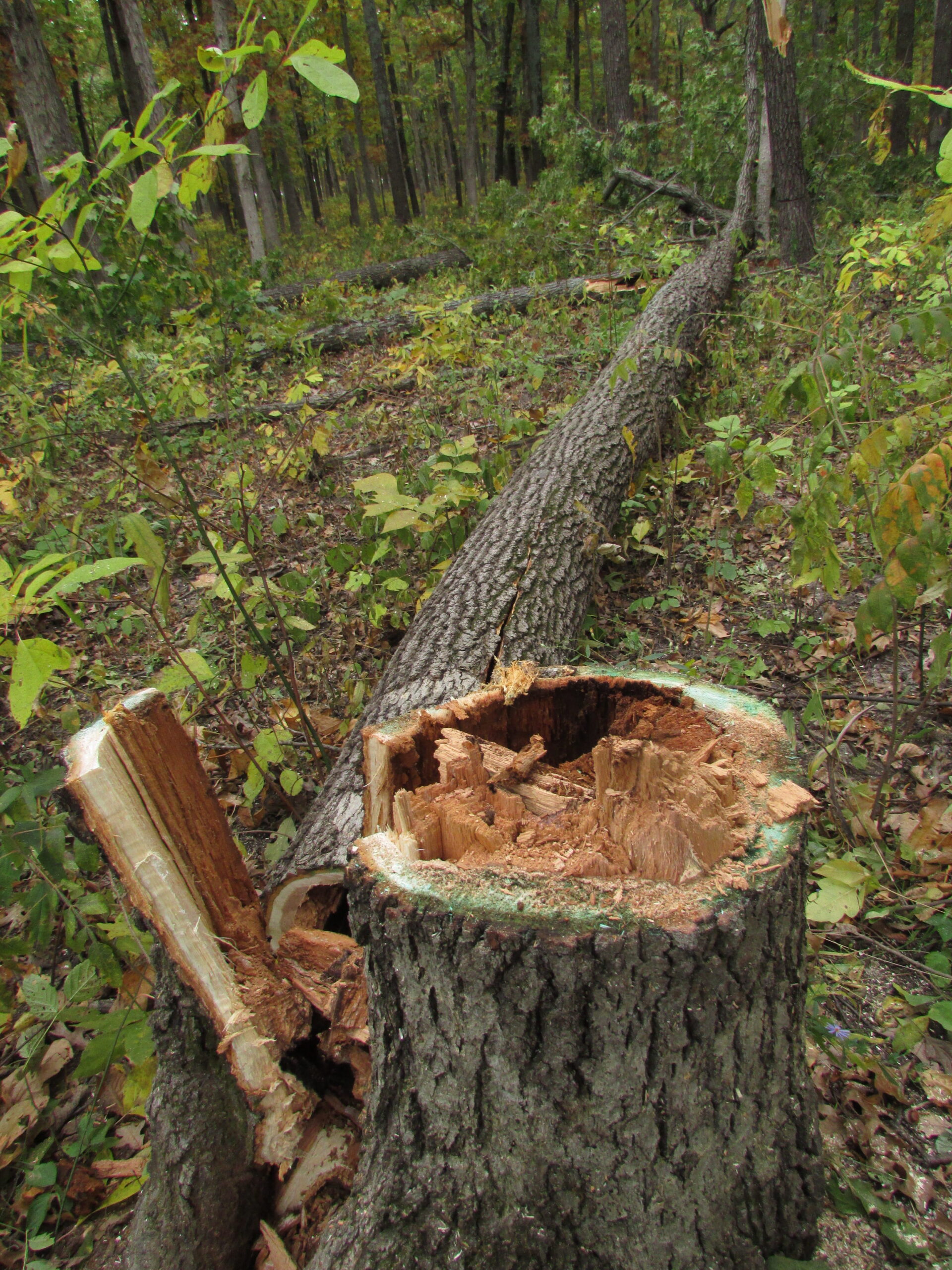 Plant Profile: Tree Regeneration and More