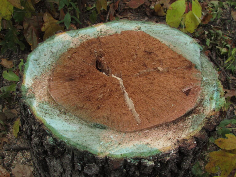 Plant Profile: Tree Regeneration and More