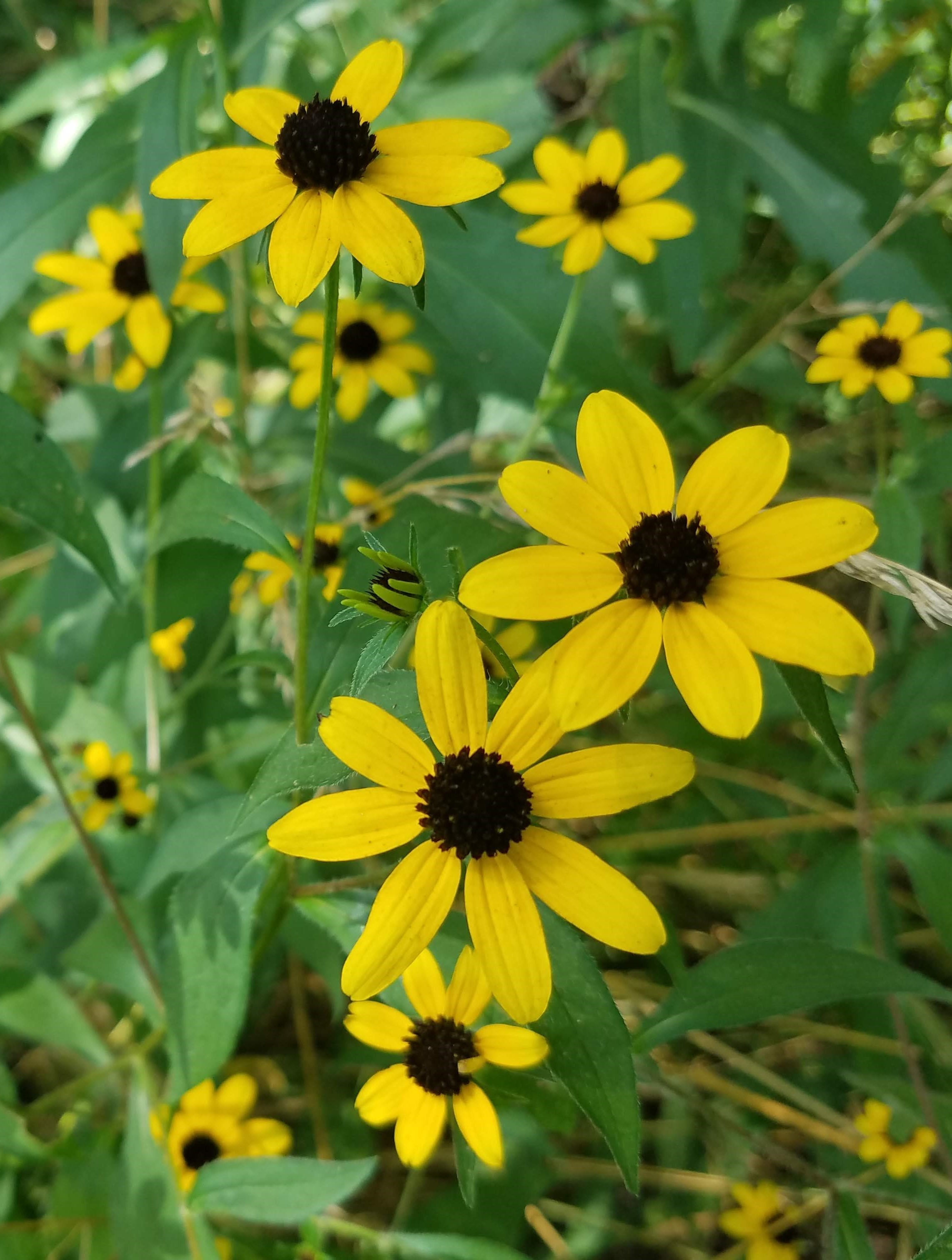 Plant Profiles: In Defense of 'Weeds' (Native ones!) - Illinois Native ...