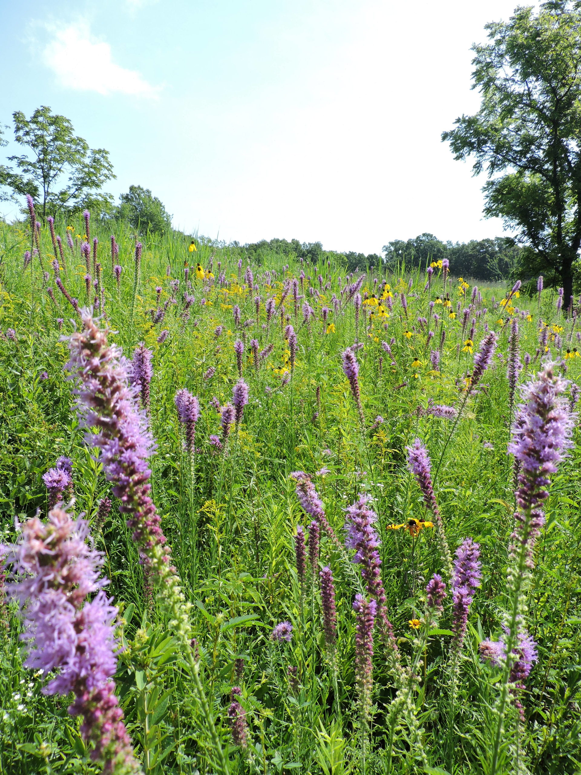 A note from Horn Prairie - Illinois Native Plant Society