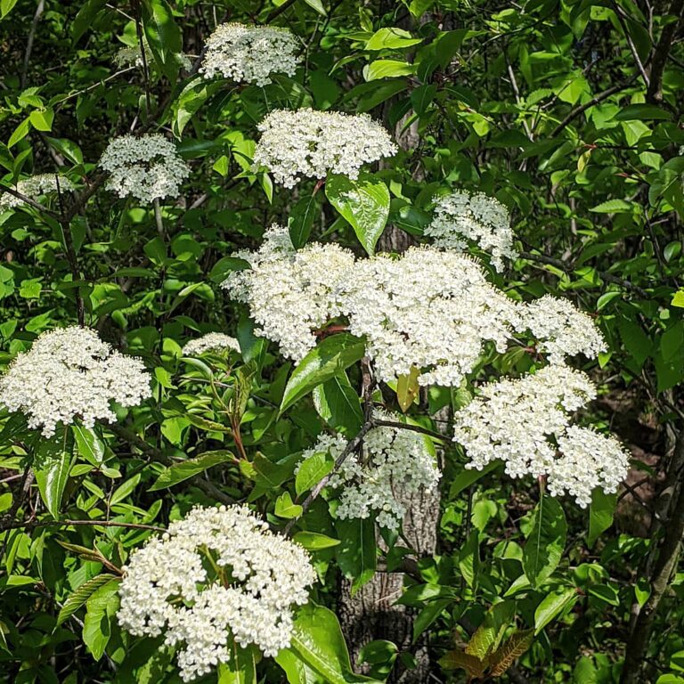 Plant Profiles: Thicket Forming Shrubs