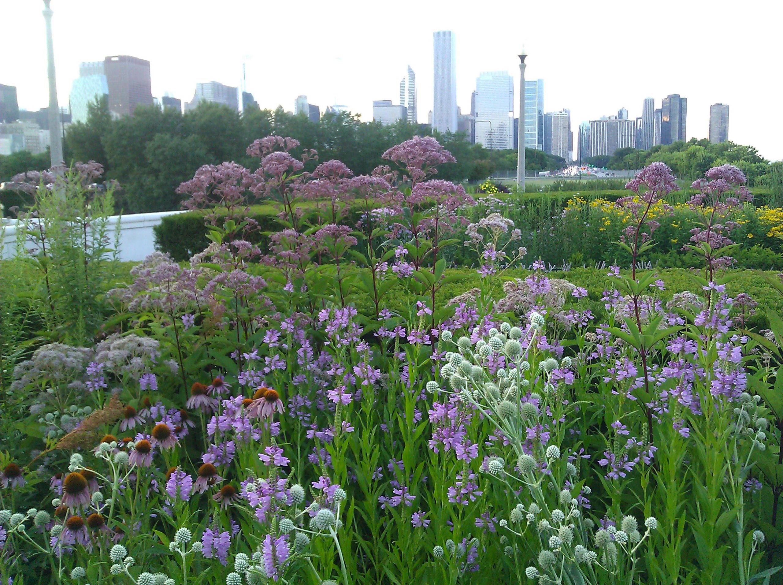 Statement on the Proposed Chicago Managed Native Garden Registry