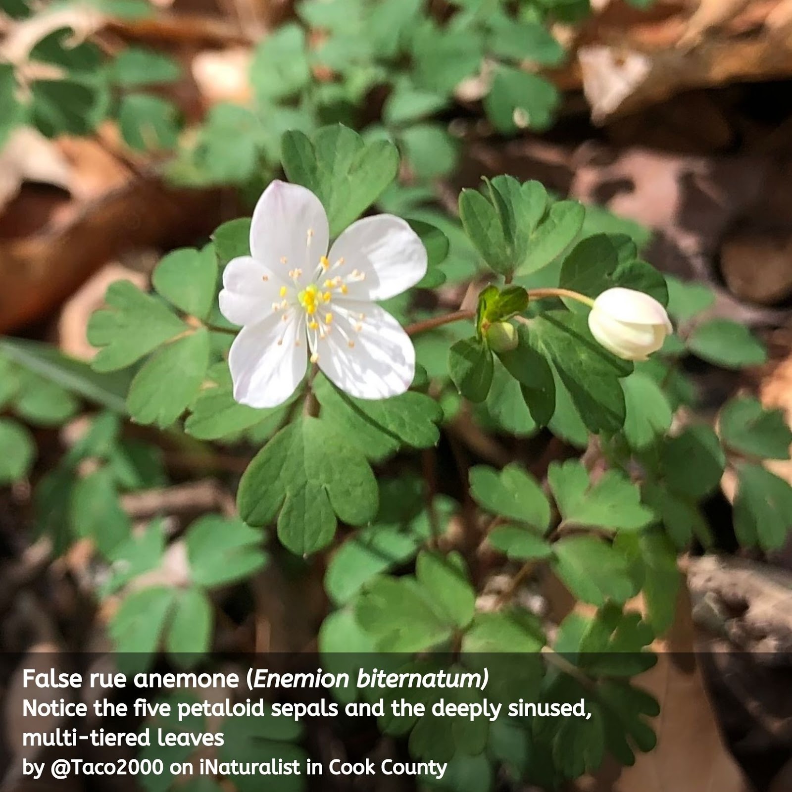 Confusing rues: identifying false rue anemone and rue anemone
