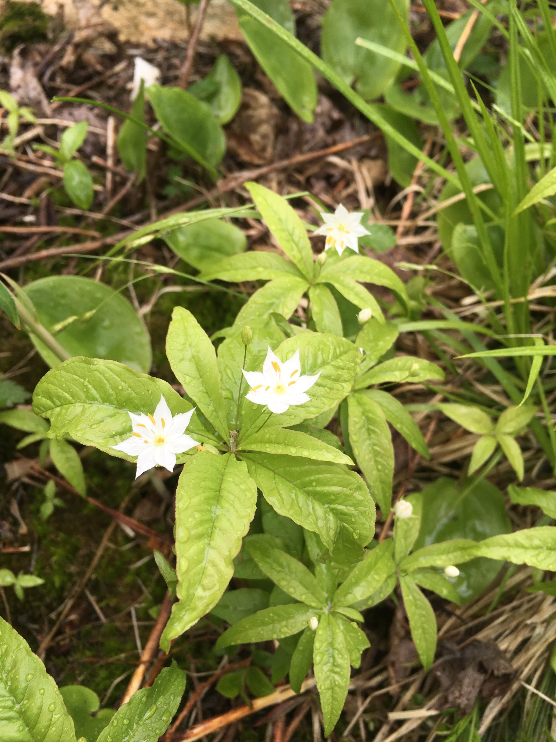 Climate Change and Starflower in the Midwest - Illinois Native Plant ...