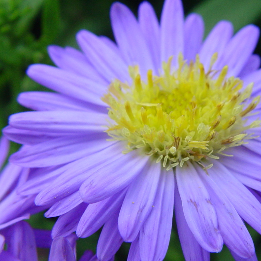 Home - Illinois Native Plant Society