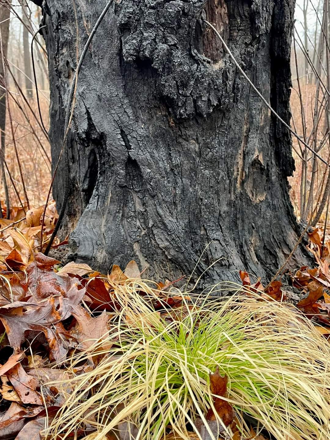 Plant Profile: Sedges (have edges…)