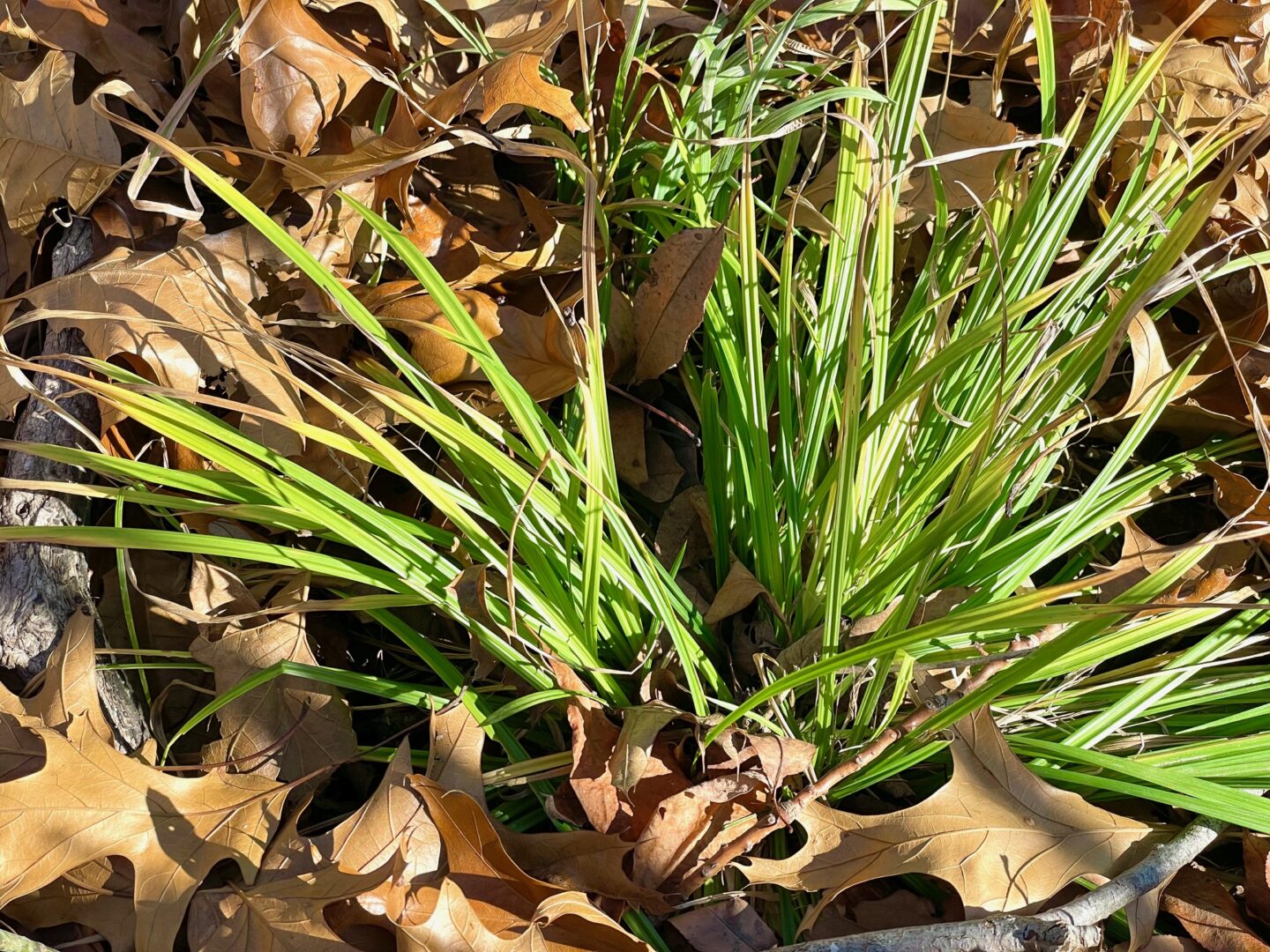 Plant Profile: Sedges (have edges…)