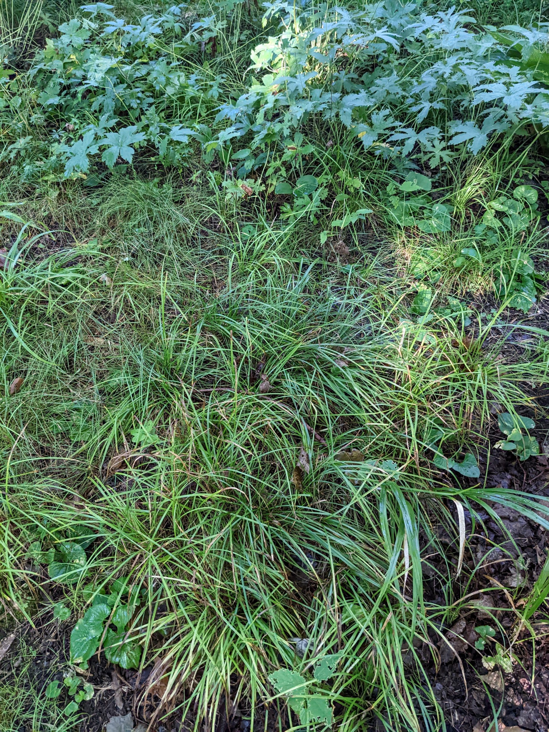 Plant Profile: Sedges (have edges...) - Illinois Native Plant Society