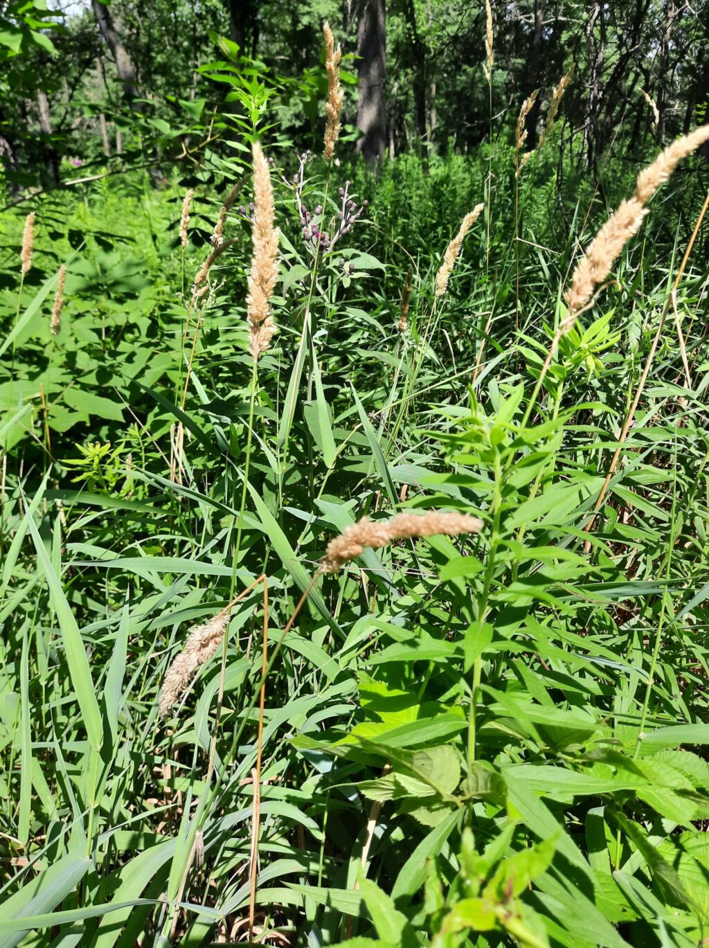 European Reed Canary Grass