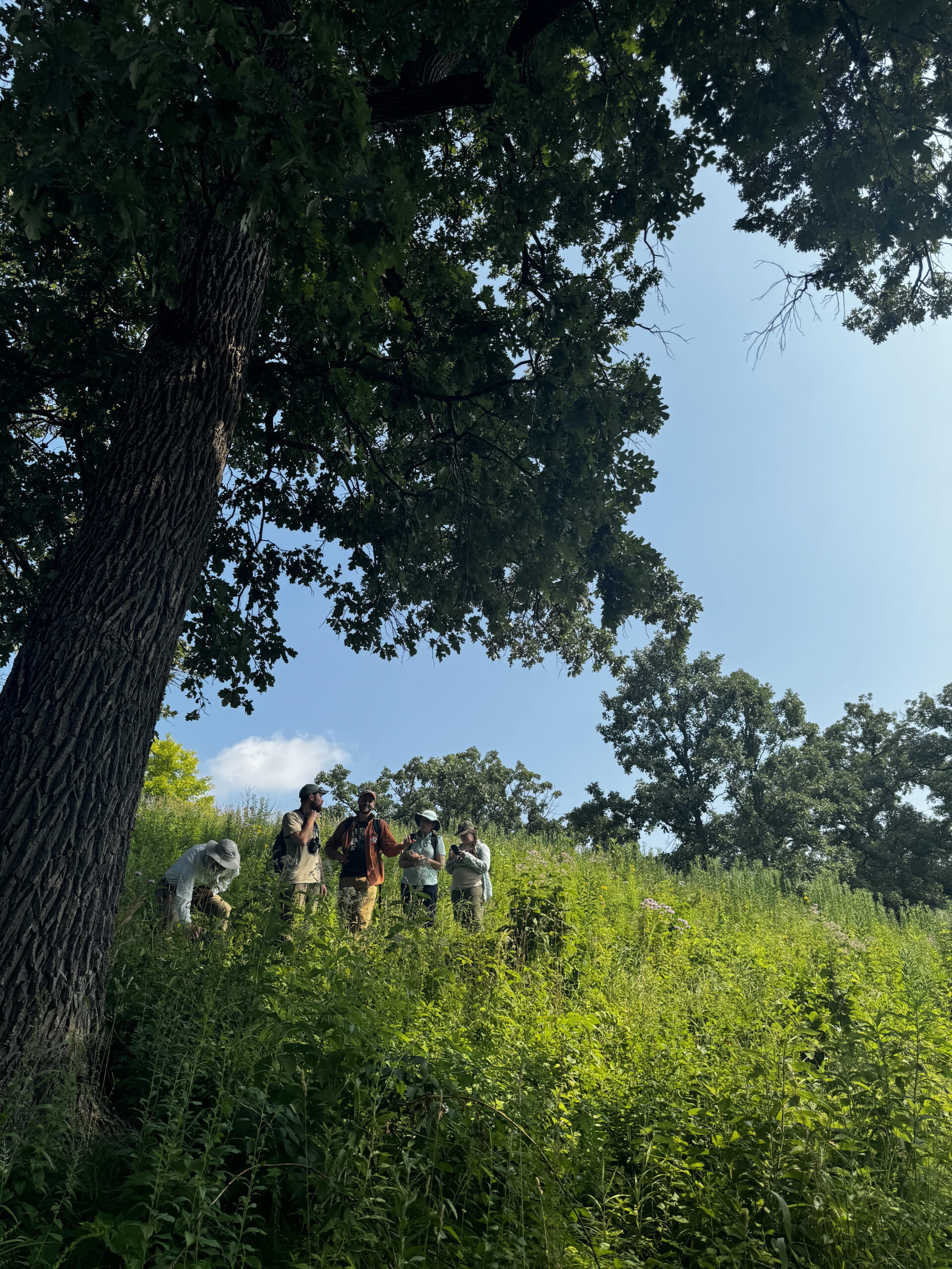 Annual Gathering 2024: Tribute to Schulenberg Prairie - Illinois Native ...