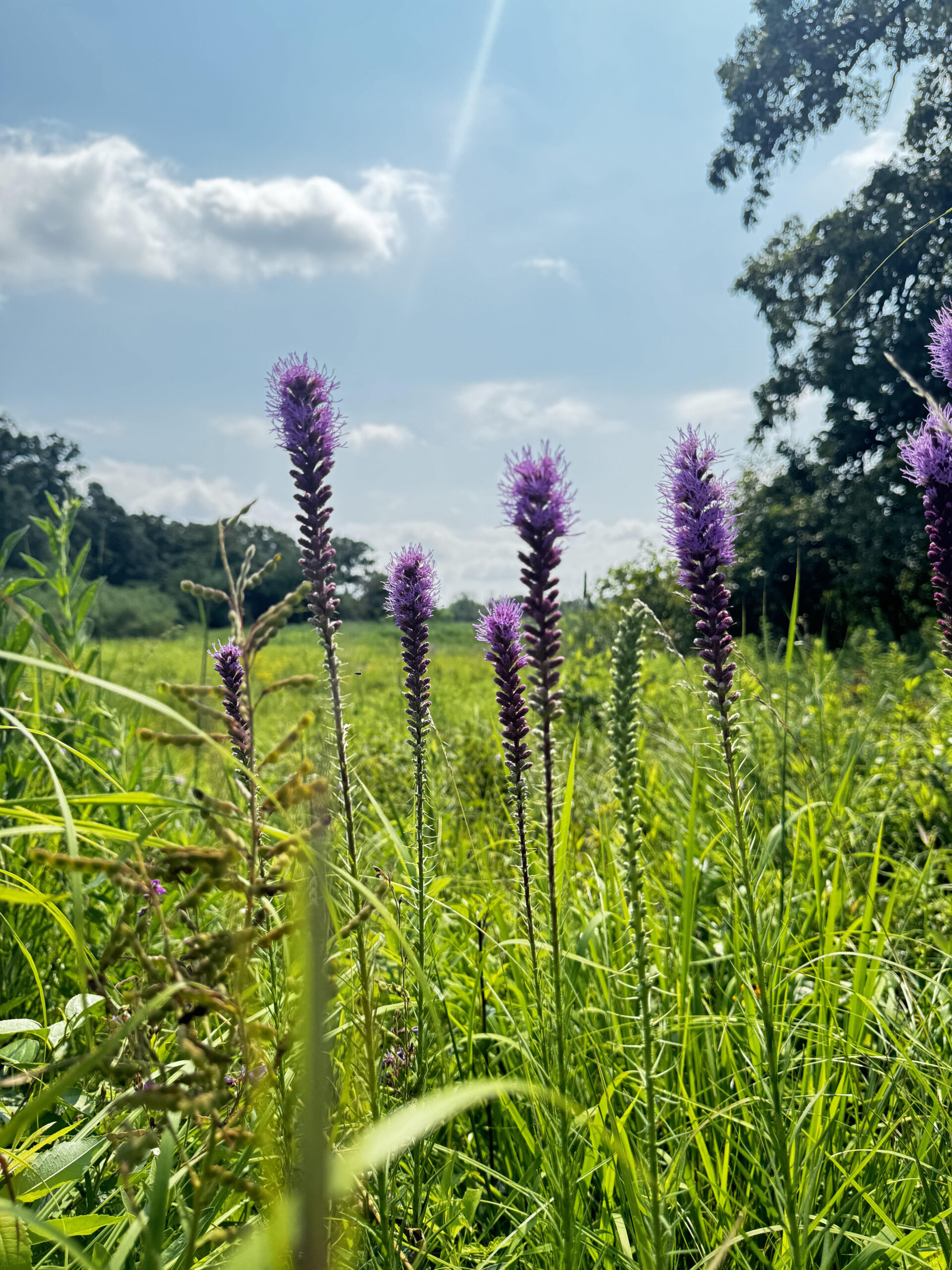 Annual Gathering 2024: Tribute to Schulenberg Prairie - Illinois Native ...
