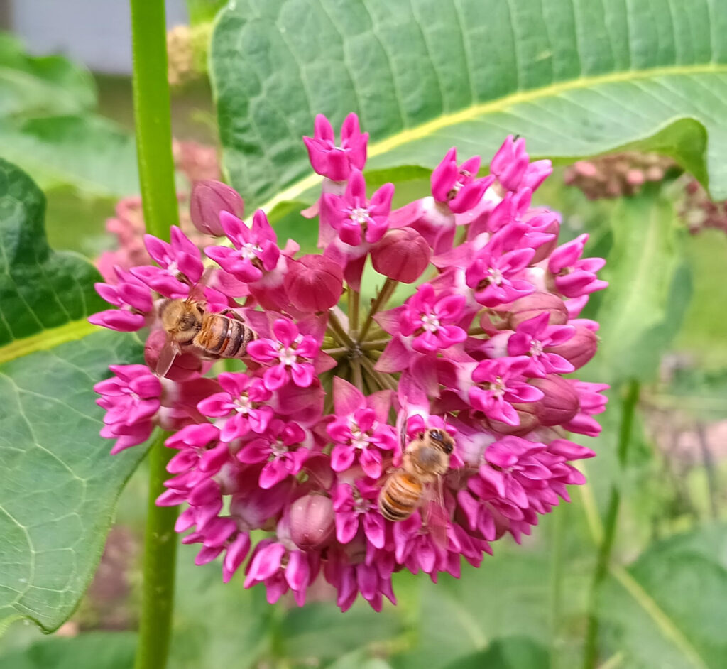 What is a native plant and why does it matter? Part 2